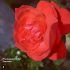 Rose: Do You know About The History Of This Flower