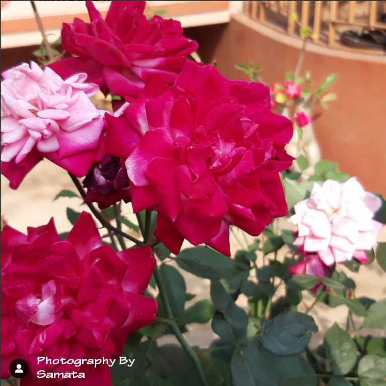 Rose: Do You know About The History Of This Flower